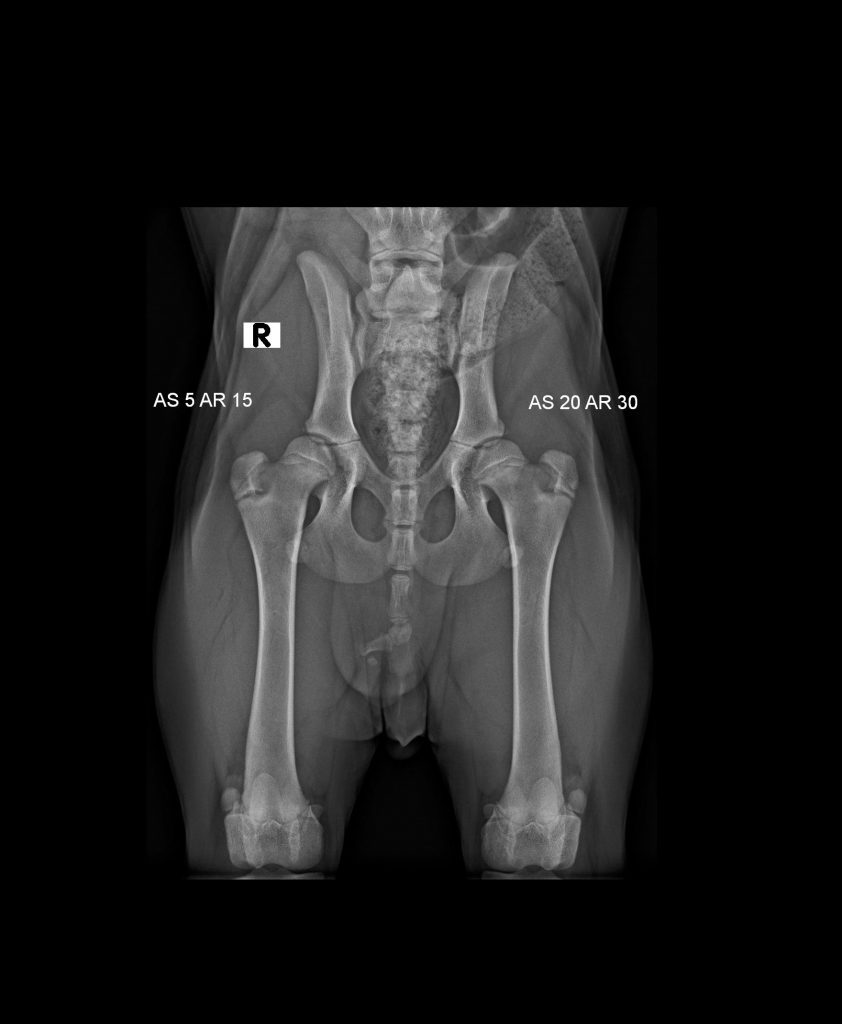 Diagnosi precoce displasia anca e gomito - Clinica Veterinaria Città di ...