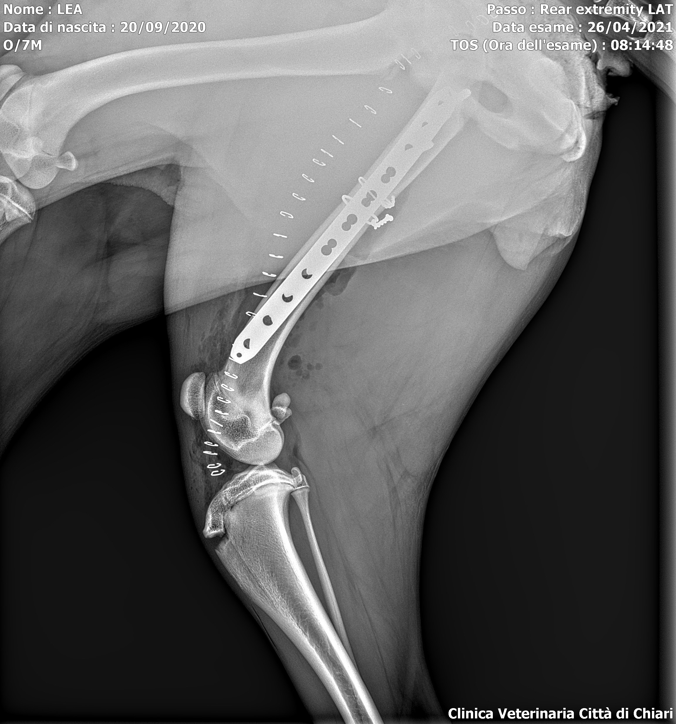 Locking Plate - Clinica Veterinaria Città di Chiari