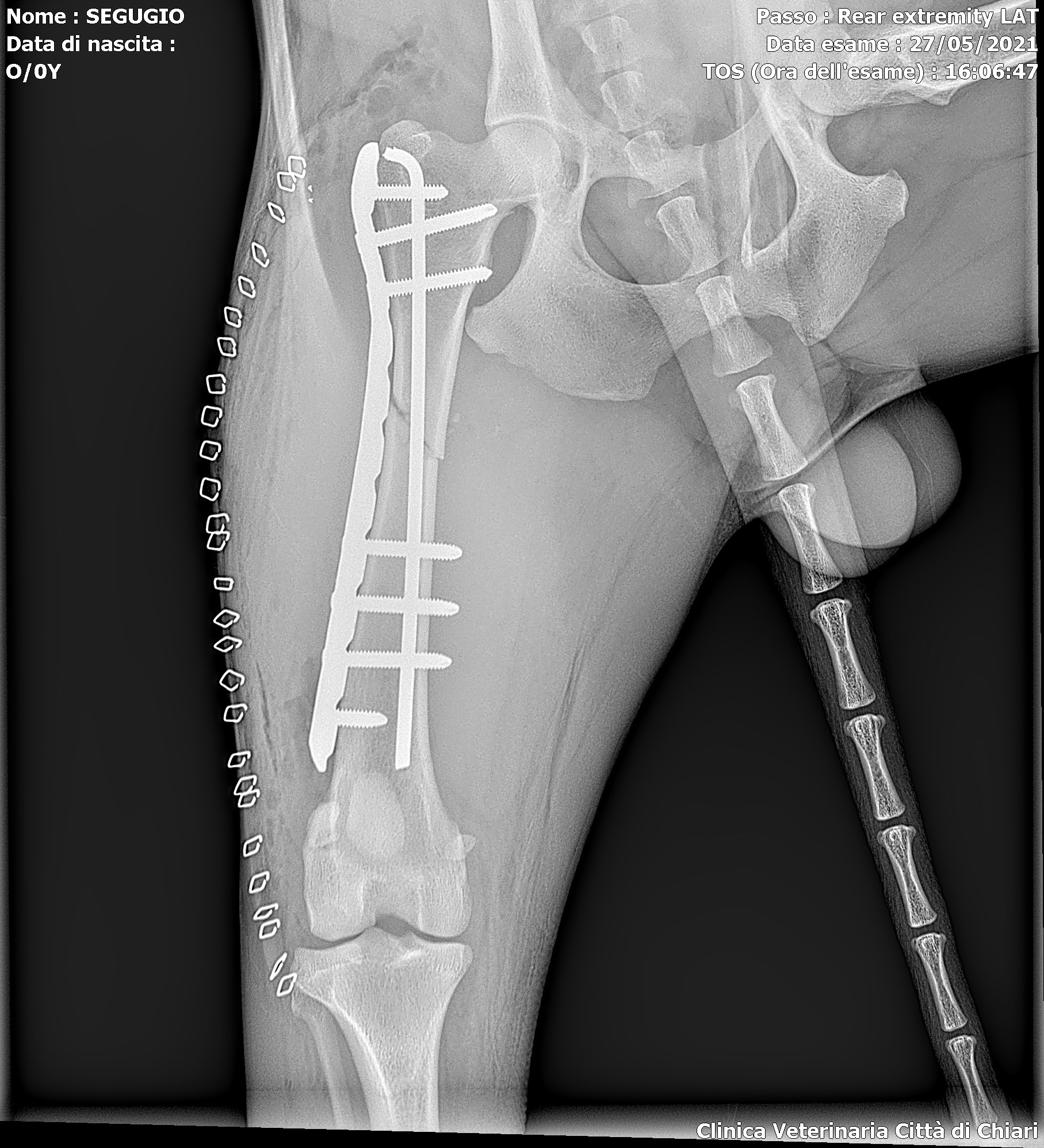 Pin and Plate - Clinica Veterinaria Città di Chiari